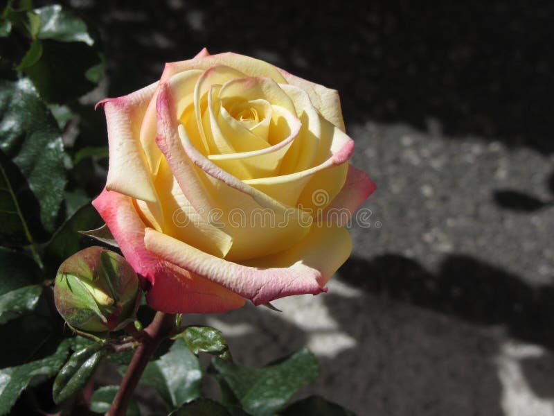 Single Yellow Rose Flower in Spring Stock Image - Image of scent ...