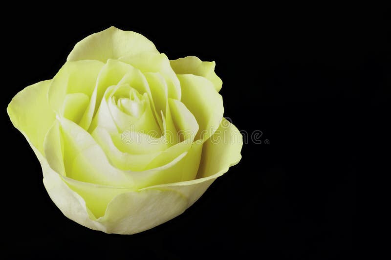 Single yellow rose stock photo. Image of yellow, green - 24397568