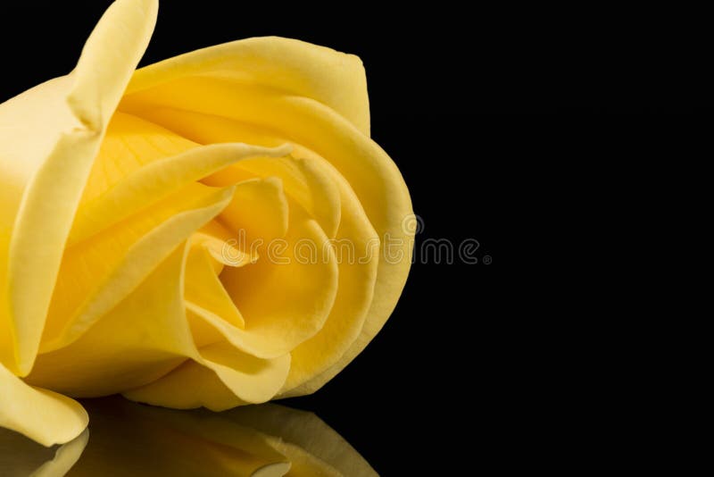 Single yellow rose stock photo. Image of yellow, green - 24397568