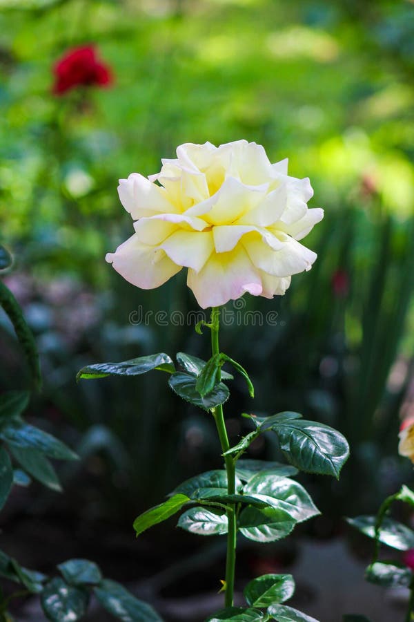 A Single Yellow Rose in the Middle of a Garden Stock Image - Image of ...