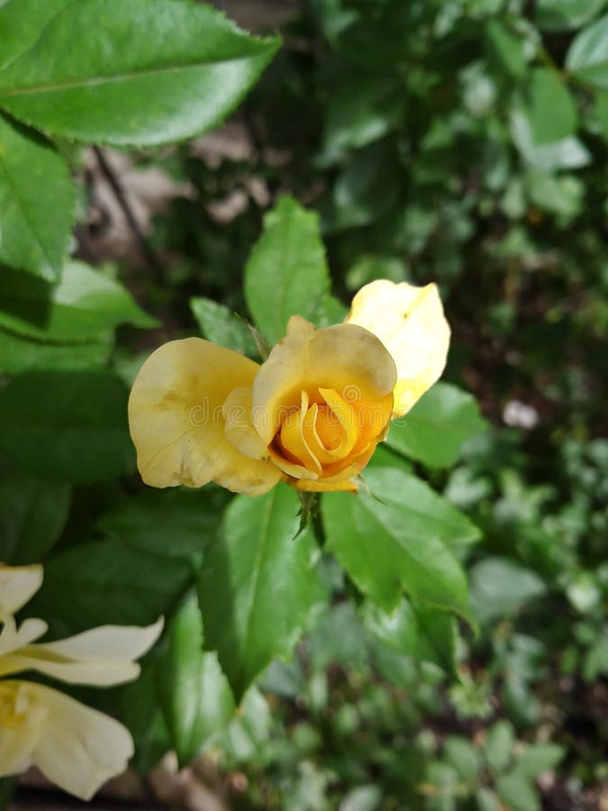 A single yellow rose stock photo. Image of young, single - 127349364