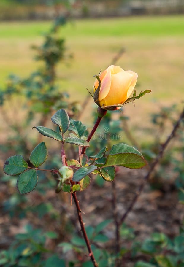 Single yellow rose stock photo. Image of yellow, green - 24397568