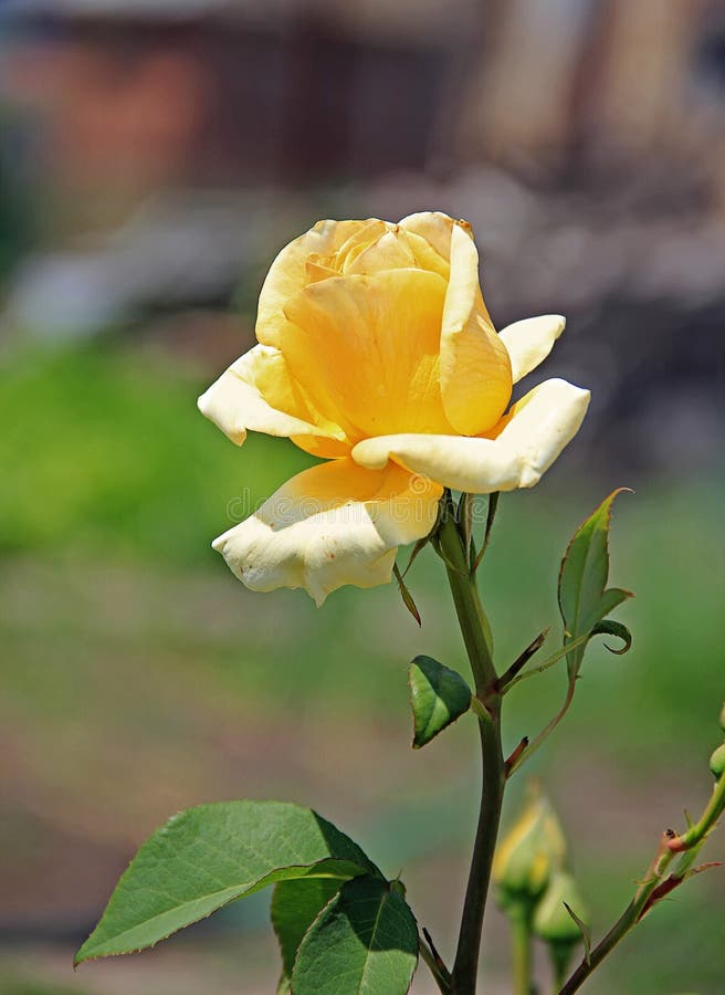 Single Yellow Rose on a Stem, in the Garden, Outdoors Stock Photo ...