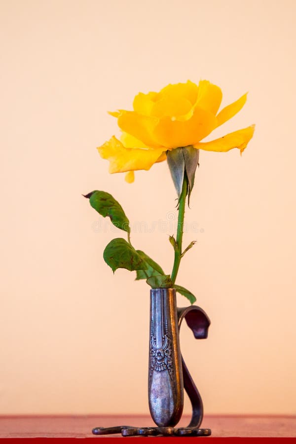 Single yellow rose stock photo. Image of yellow, green - 24397568