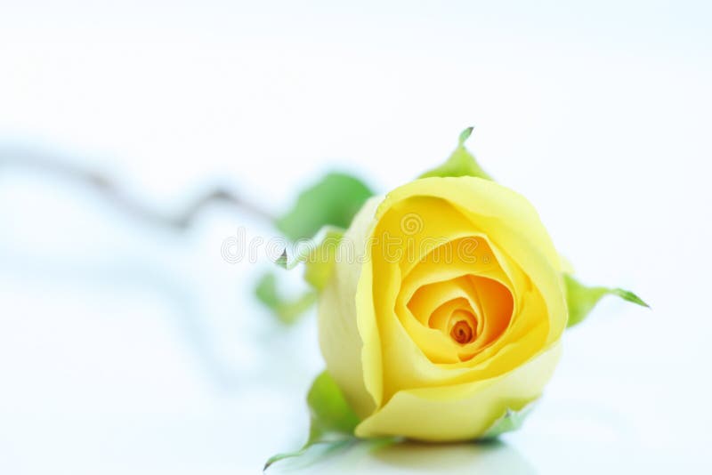 A Single Long Stemmed Yellow Rose on White Background. Stands for Joy ...