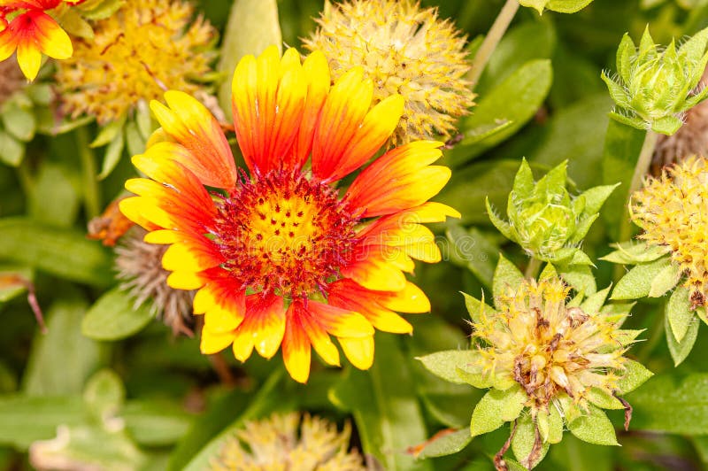 Single, Yellow and Rust Colored Daisy Flower Stock Photo - Image of ...