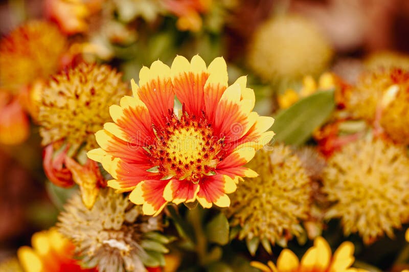 Single, Yellow and Rust Colored Daisy Flower Stock Image - Image of ...