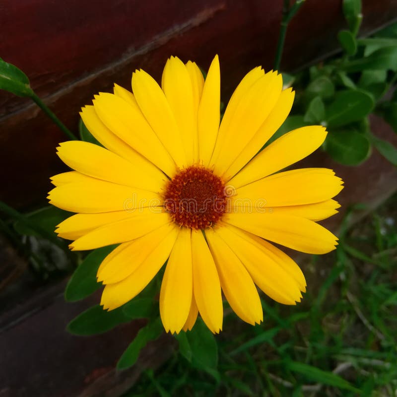 A Single Yellow Simple Flower Stock Image - Image of arrangement, farm ...