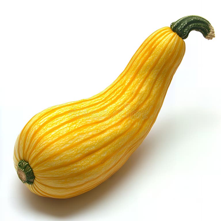 A Single Yellow Squash with Green Stem Stock Illustration ...