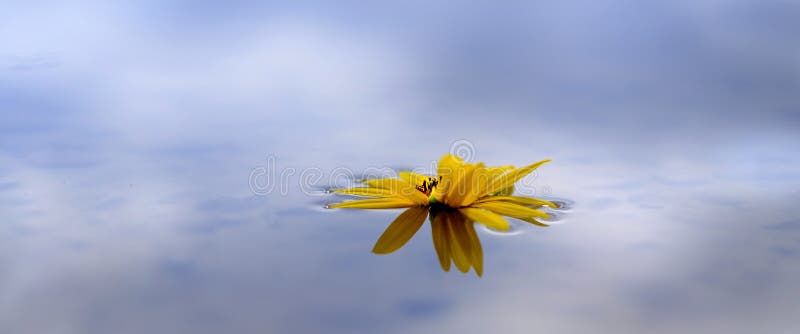 Single Yellow Sunflower Floating in Water with Reflection of Sky and ...