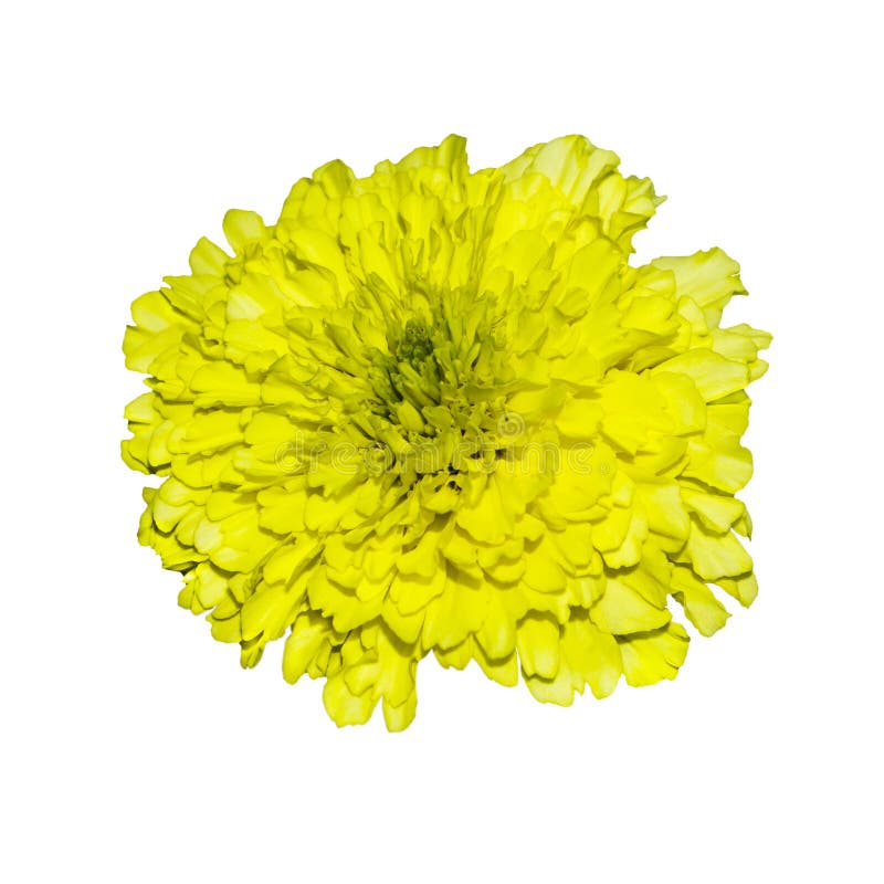 Single Yellow Terry Flower of Marigold Stock Image - Image of blooming ...