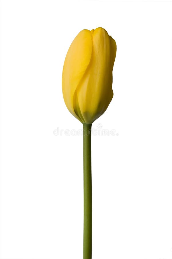 Single Yellow Tulip stock image. Image of stem, spring - 4448915