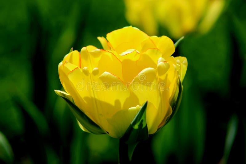Single Yellow tulip stock photo. Image of cheerful, spring - 52231082