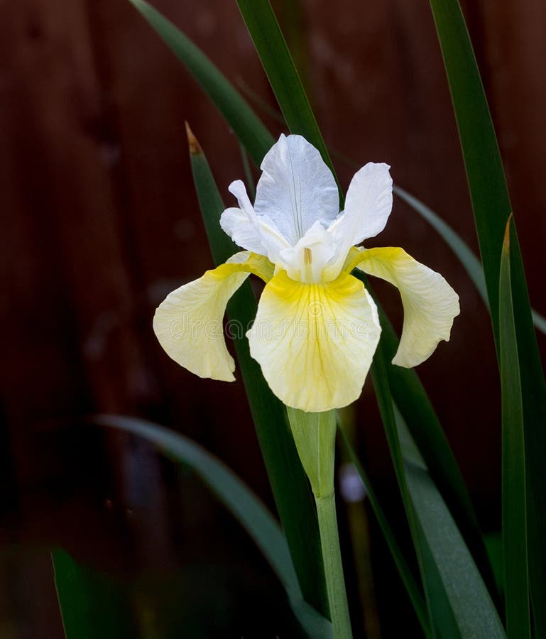 Single Yellow and White Siberian Iris in Bloom Stock Image - Image of ...