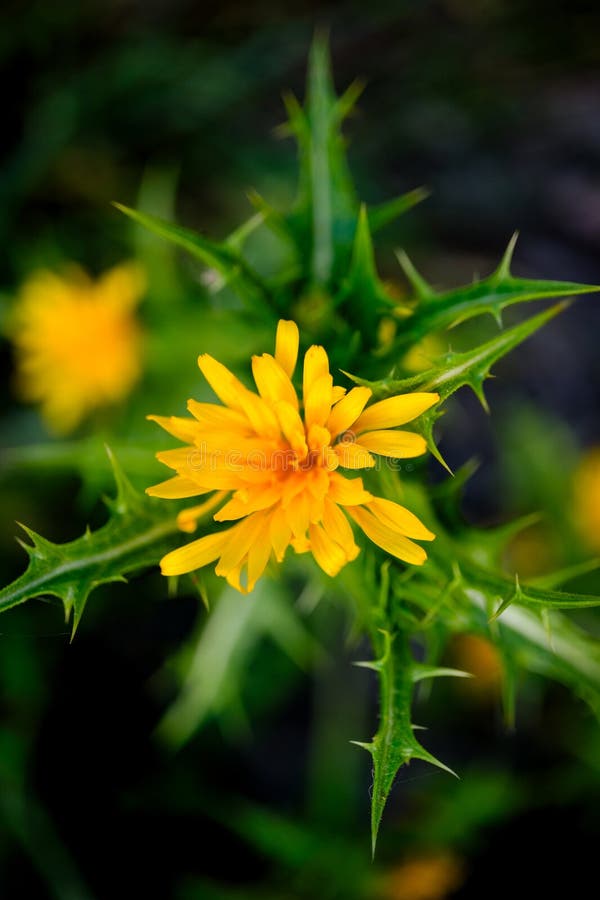 A Single Yellow Wildflower on Green Grass. Stock Photo - Image of ...