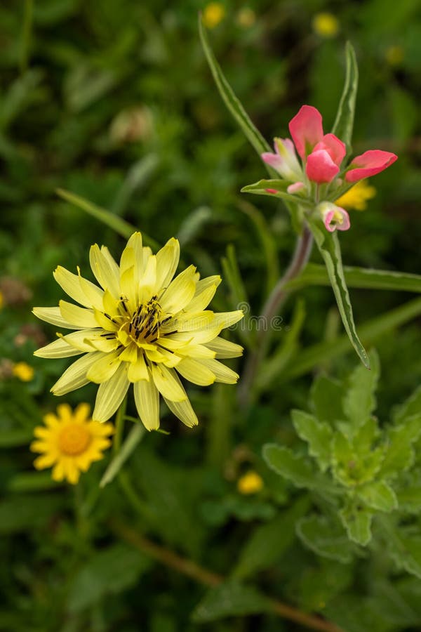 Single Yellow Wildflower in Natural Setting Stock Photo - Image of ...