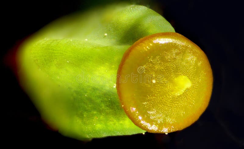 Moss Operculum Stock Photos - Free & Royalty-Free Stock Photos from ...