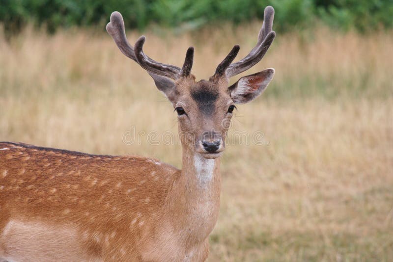 Deer fallow stag stock image. Image of brown, meadow - 32680357