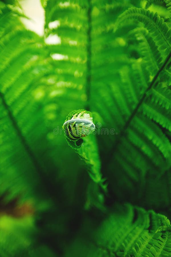 Single young fern stock photo. Image of growth, foliage - 54539370