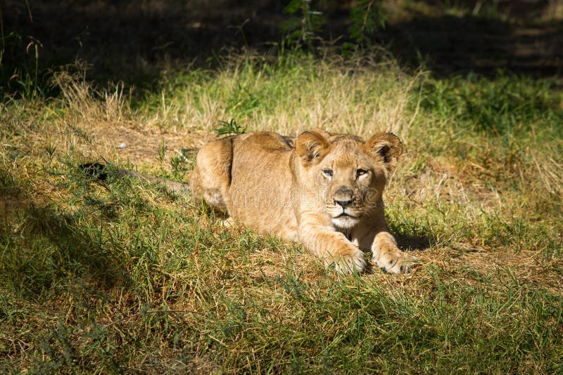 Single young lion stock image. Image of national, cubs - 106512745
