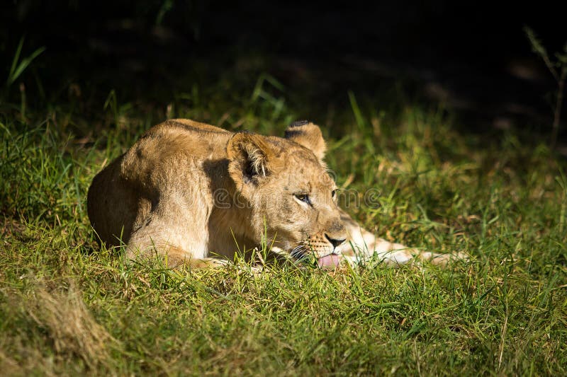 Single young lion stock photo. Image of masai, africa - 106512800