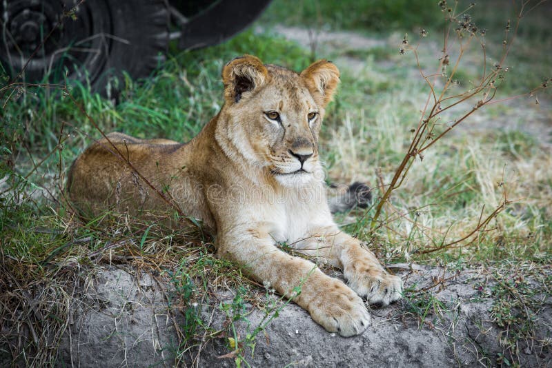 Single young lion stock photo. Image of nature, male - 106512846