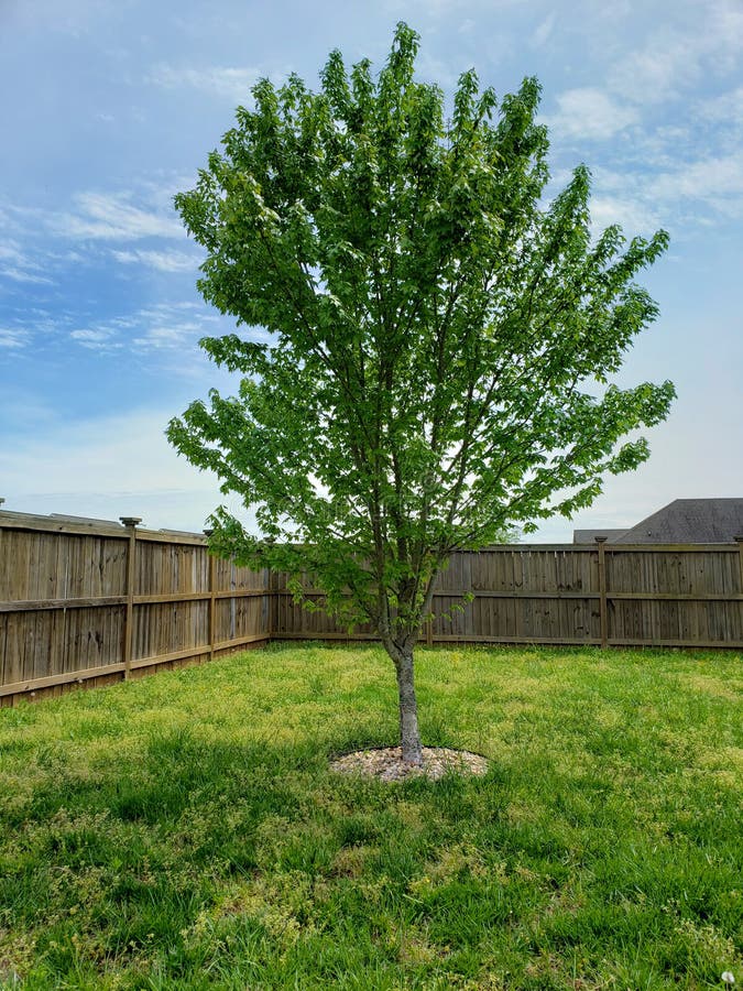 Single Young Maple Tree in Fenced Back Yard Stock Image - Image of yard ...