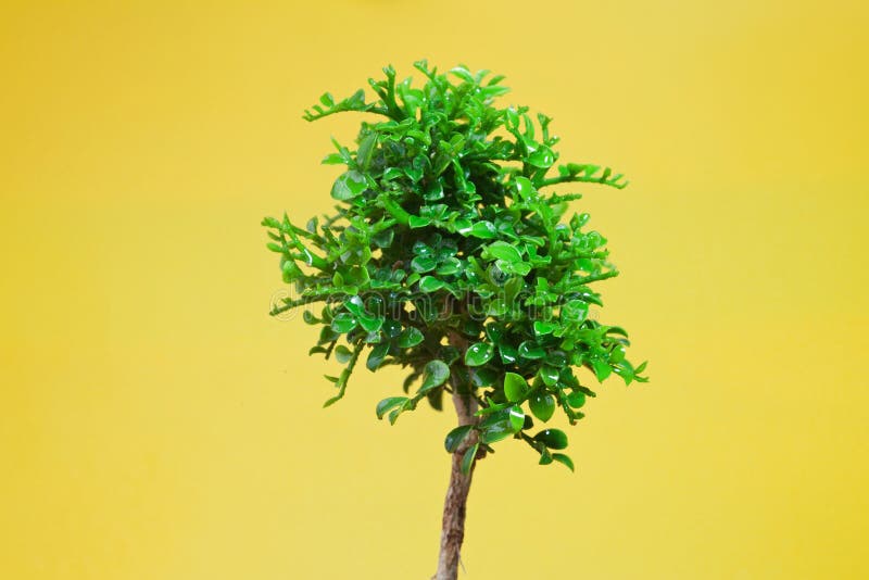 Single young tree stock photo. Image of tall, sapling - 18552998
