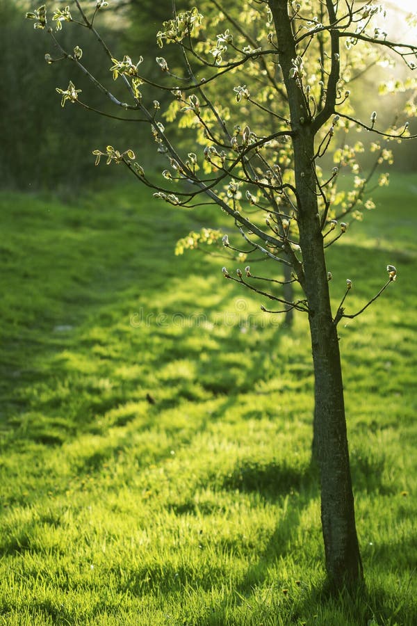 Single Young Tree in the Garden. Beautiful Lawn Stock Photo - Image of ...