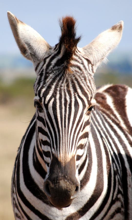 Single Zebra stock photo. Image of horse, stripes, black - 15037994