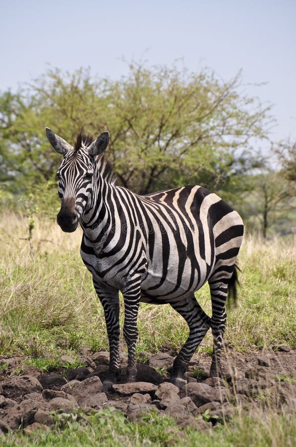 Single zebra stock image. Image of national, black, ethiopia - 23675851