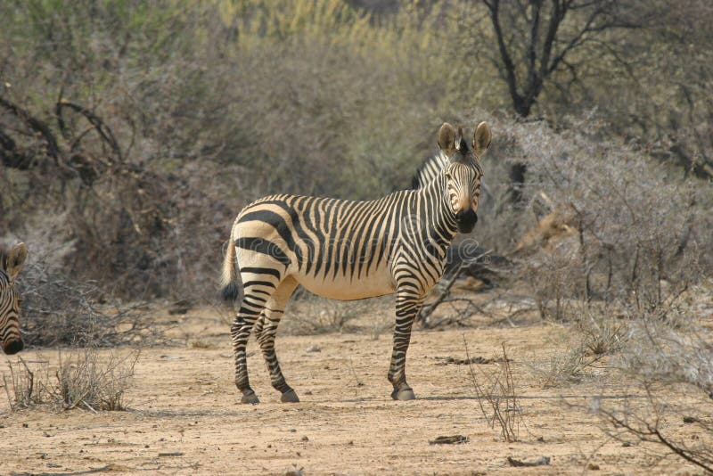 Single zebra stock photo. Image of scary, prey, travelling - 3827502