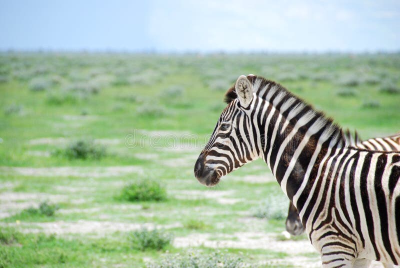 Single zebra stock photo. Image of etosha, life, stripe - 8784146