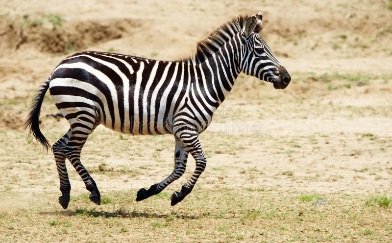 Single Zebra (African Equid) Stock Photo - Image of green, large: 13665684