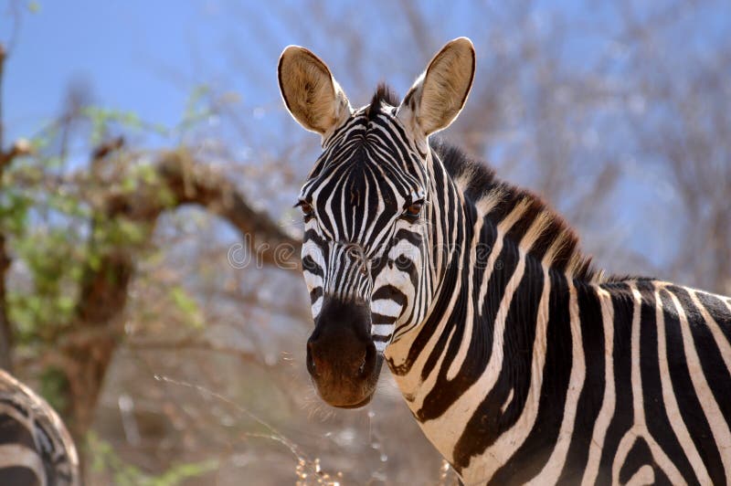Single Zebra is Eating Grass Stock Image - Image of africa, view: 19689663