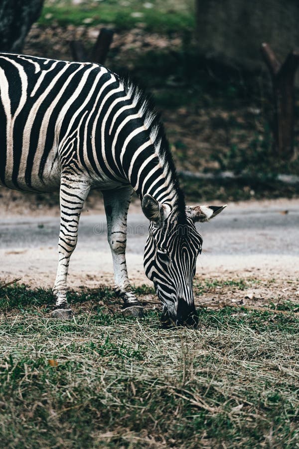 Single Zebra Stands in a Grassy Enclosure at a Zoo. Stock Image - Image ...