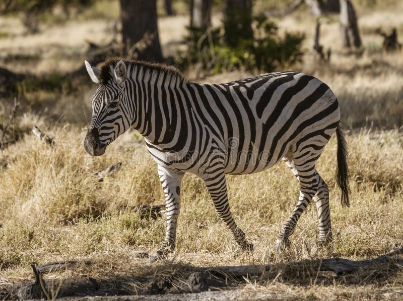 A Single Zebra Walks Across the Short Grass Stock Photo - Image of game ...