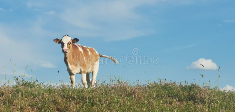 SingleCute Cow Calf Against Blue Sky Stock Photo - Image of orange ...