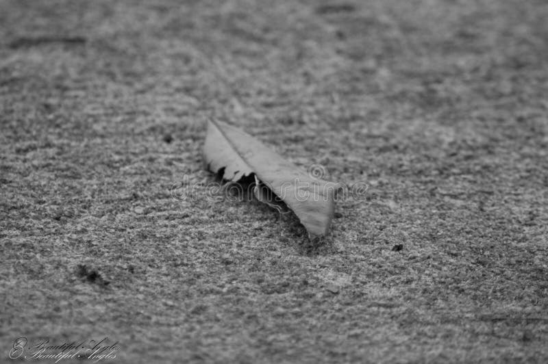 Singled out stock image. Image of alone, singled, concrete - 92929527