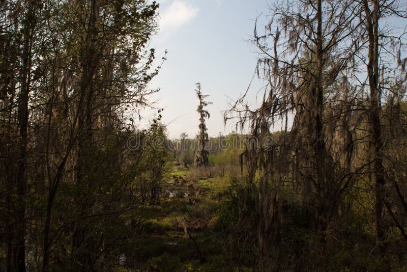 Tree in swamp. stock image. Image of vines, nature, time - 103886535