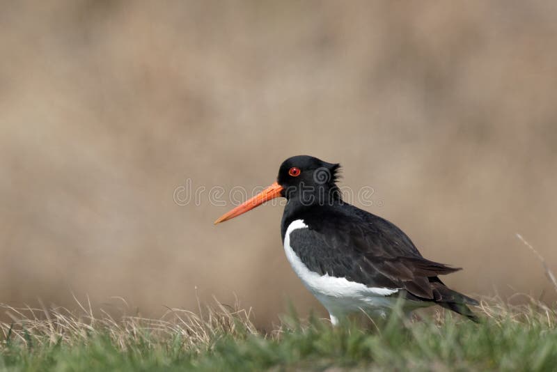 Singola Beccaccia Di Mare Uccello in Bianco E Nero Con Il Becco Rosso ...