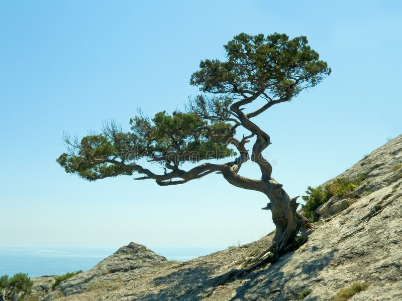 Singolo albero di pino immagine stock. Immagine di corsa - 1432425