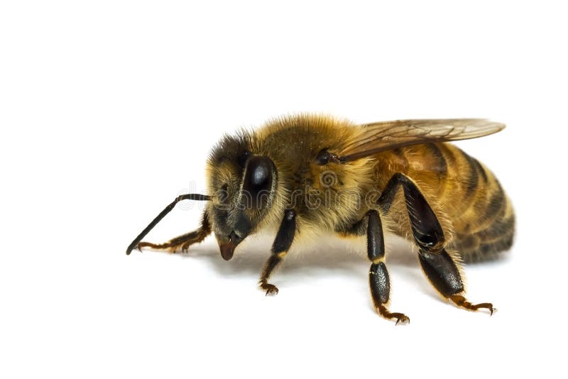 Singolo Ape Isolato Su Bianco. Fotografia Stock - Immagine di testa ...