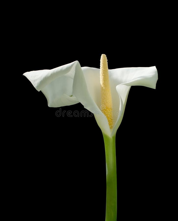 Calla Bianca E Grande Foglia Fotografia Stock - Immagine di fioritura ...