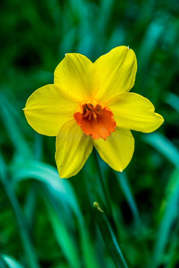 Singolo fiore giallo fotografia stock. Immagine di aperto - 43271598