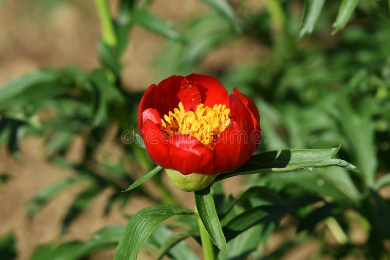 Colore Rosso Vermiglio Foto Stock - Download 659 Royalty Free Photos