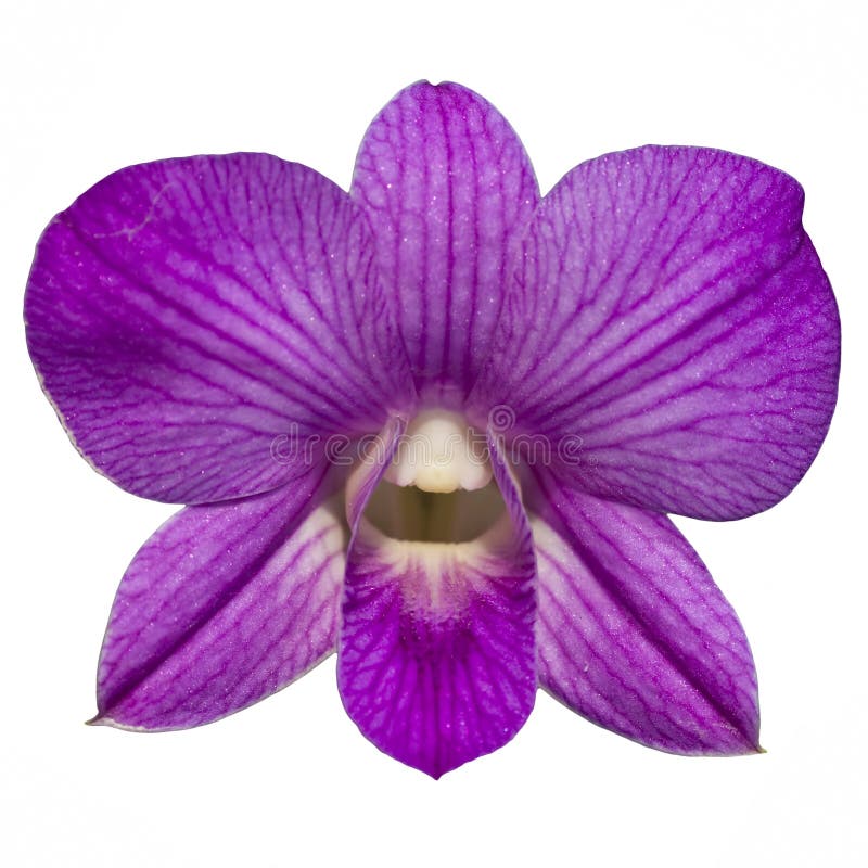 Singolo Isolato Viola Dell'orchidea Fotografia Stock - Immagine di ...