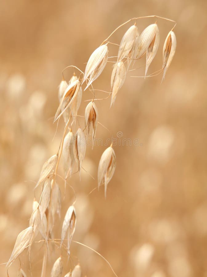 Una singola spiga di avena immagine stock. Immagine di macro - 6239489