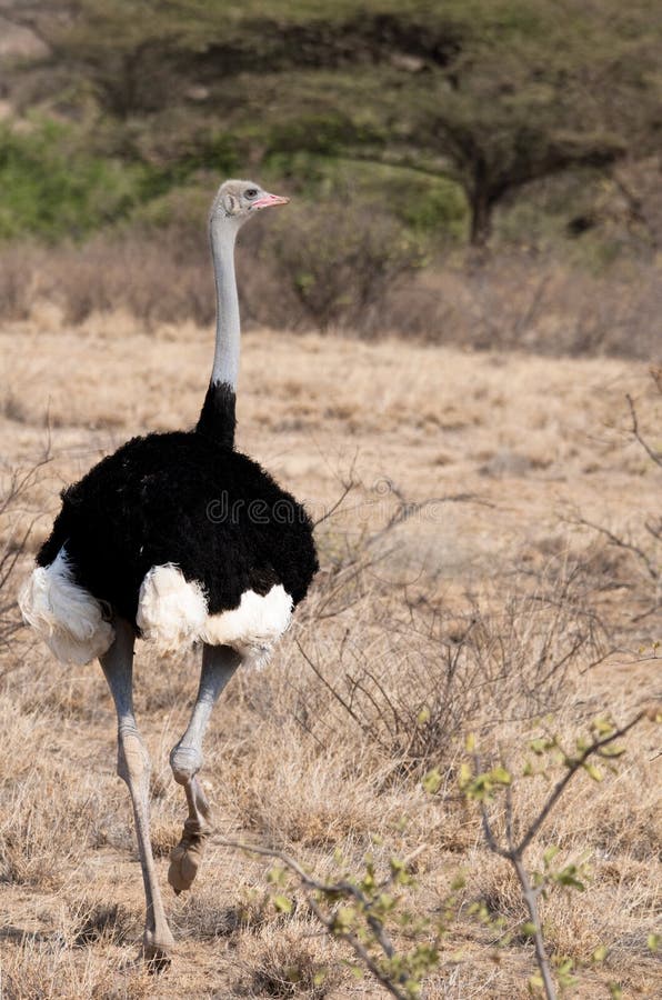 Uccello Maschio Dello Struzzo Nella Visualizzazione Fotografia Stock ...