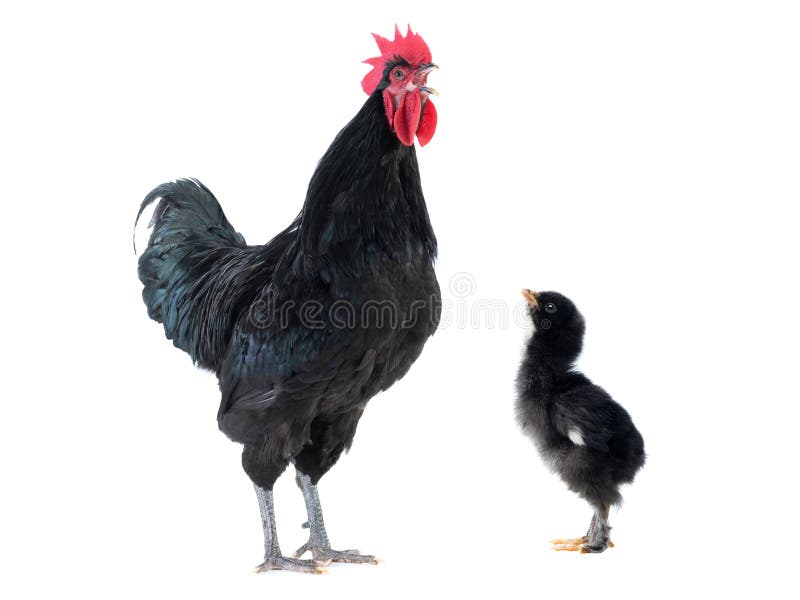 Black rooster on a white stock photo. Image of nature - 2375372
